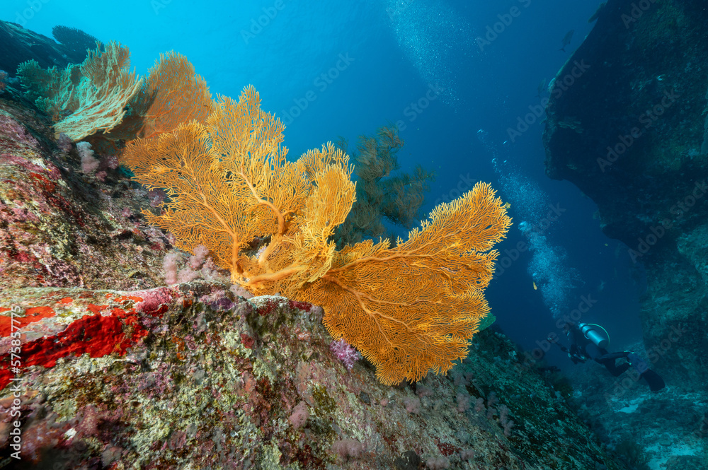 Giant Branching Gorgonian Sea Fan coral (Seafan) with colorful coral ...