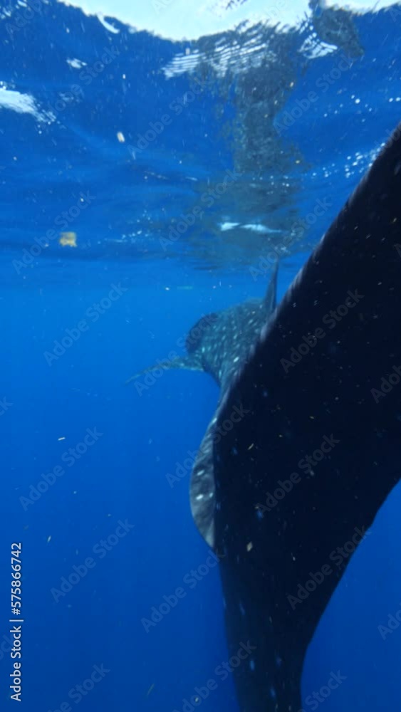 Slow-Moving Large Dotted Whale Shark Swimming In Sea - Isla Mujeres ...