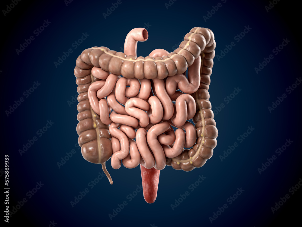 3d illustration of human internal organ - intestine. Large and small ...