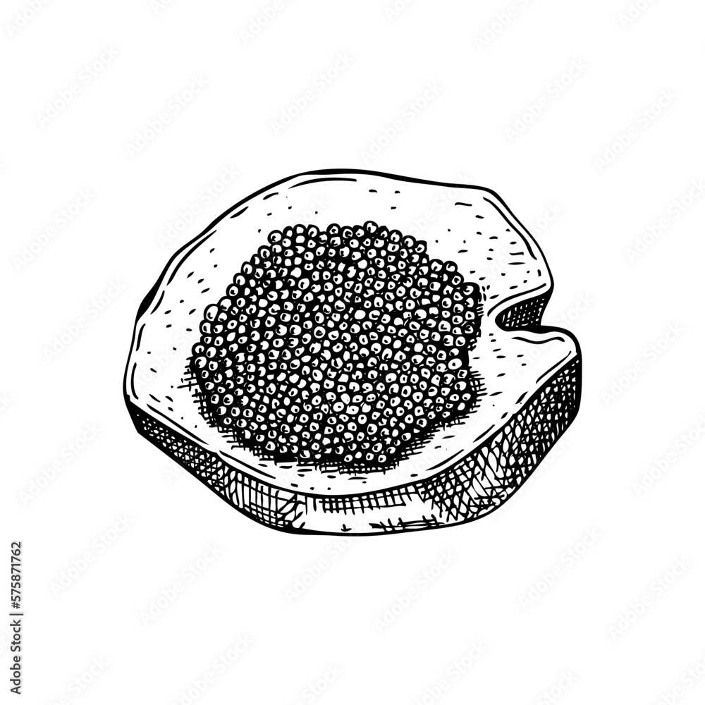 Hand-drawn sketch of caviar on a bread slice isolated on a white ...