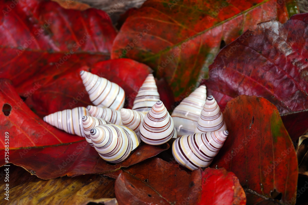 Candy cane snail (Liguus virgineus) is a species of tree-living snail ...