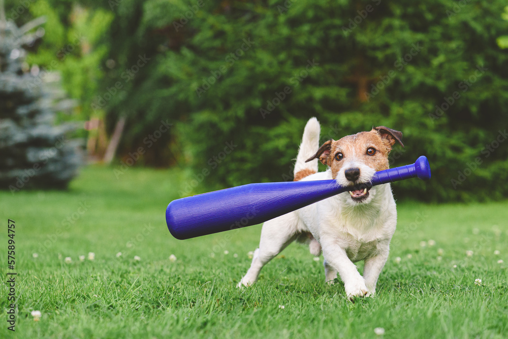 Dog holding in mouth kid's baseball bat trying to make swing. Funny ...