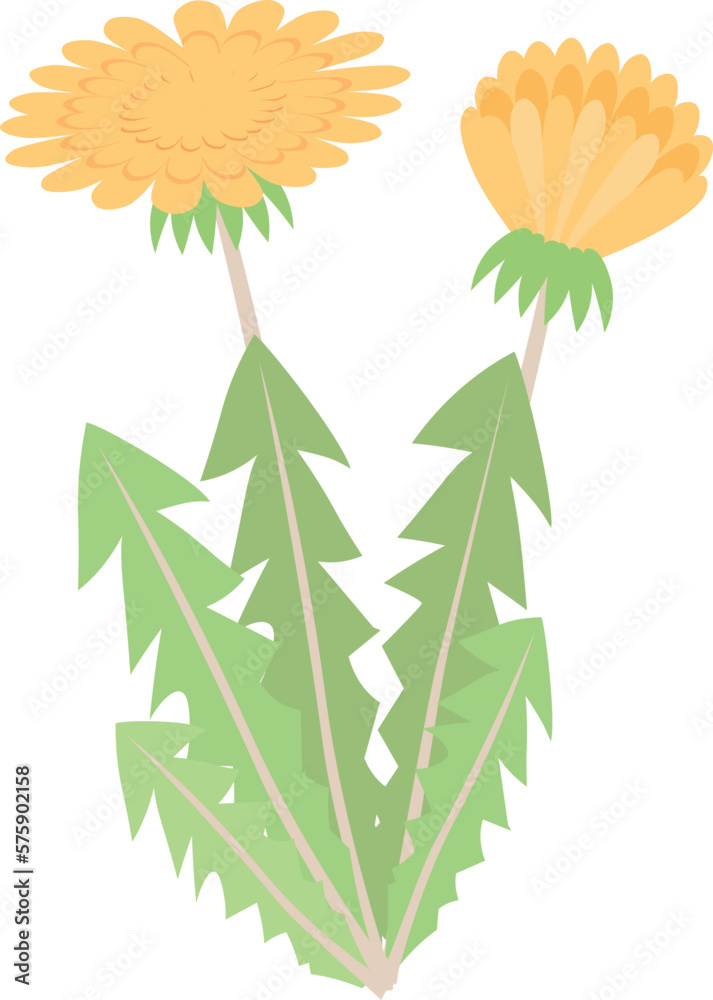 Cartoon yellow dandelion flower and leaves. Vector illustration ...