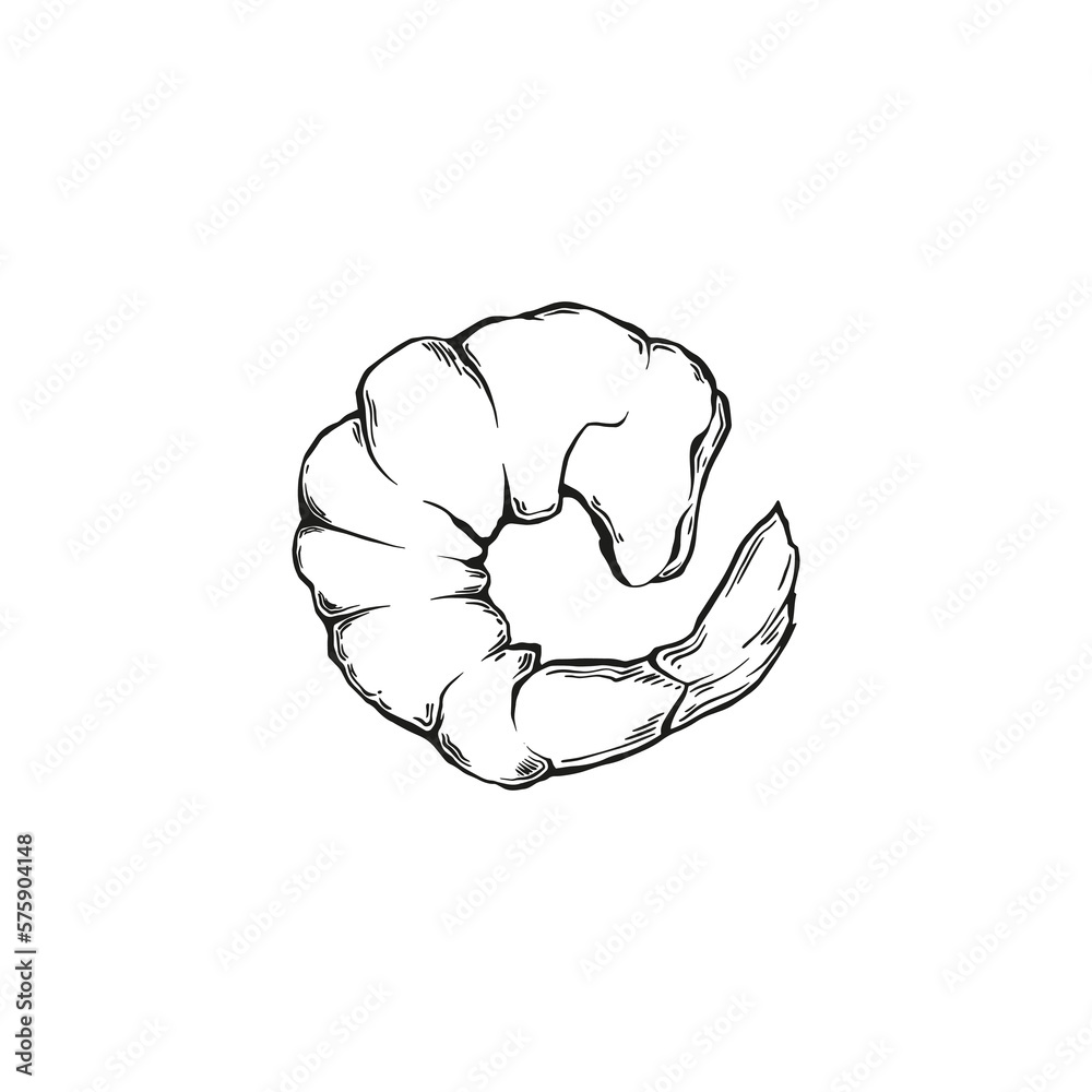 Peeled shrimp vector icon. Hand-drawn illustration isolated on white ...