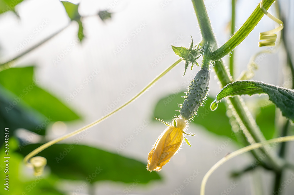 Small cucumber with yellow flower and tendrils close-up on the garden ...