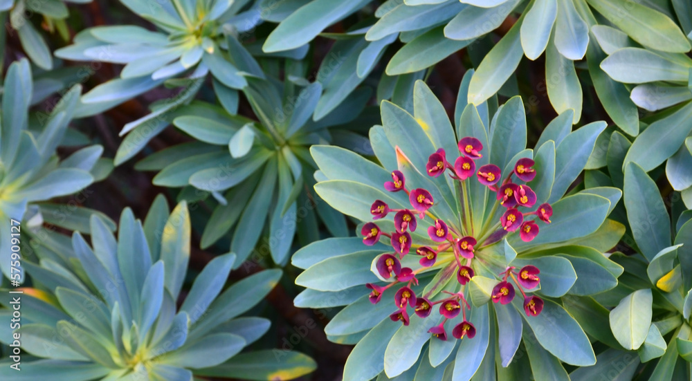 Blooming Euphorbia balsamifera or Tabaiba dulce plant native to Canary ...