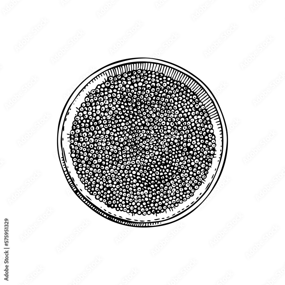 Hand-drawn sketch of canned caviar isolated on a white background ...