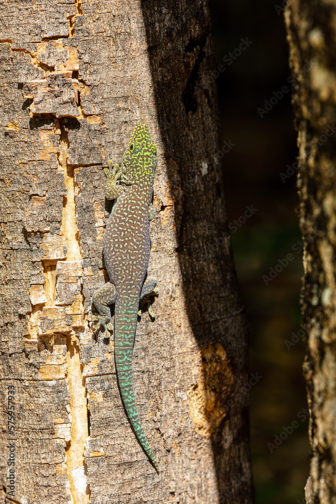 Standing's day gecko (Phelsuma standingi) is an arboreal and diurnal ...