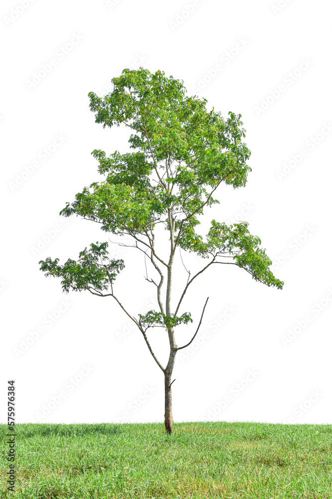 Tree in grass field isolated on transparent background png file Stock ...