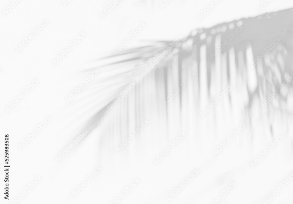 Grey shadow of natural palm leaf abstract background falling on white ...