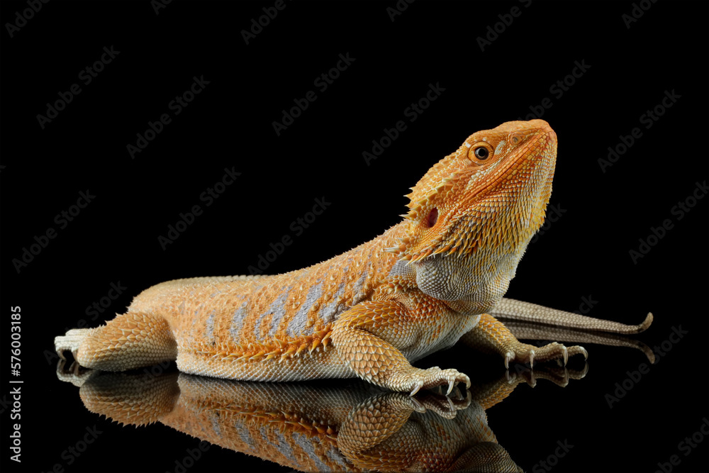 bearded dragon red hypo, the whole body of the lizard, side view of ...