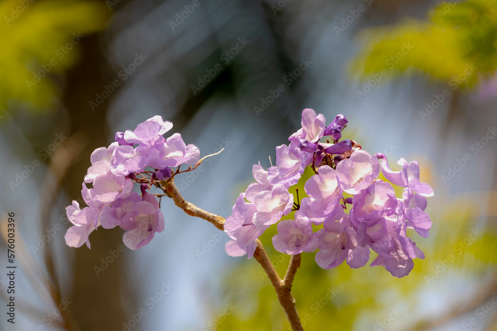 Selective focus of violet colored flowers on the tree, Jacaranda ...