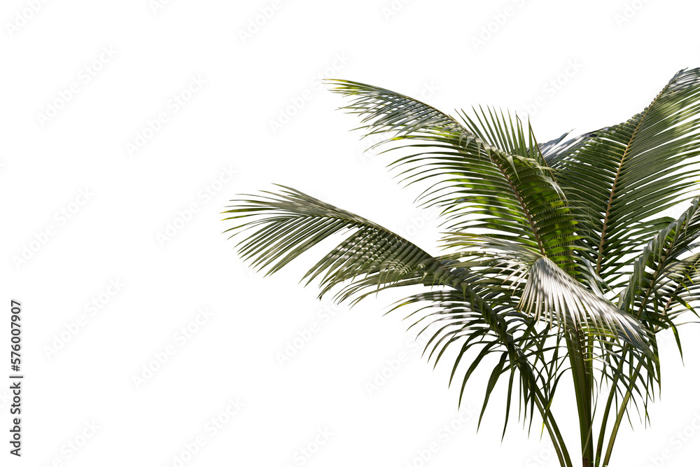 Coconut leaf no background, for design and layout. Stock Photo | Adobe ...