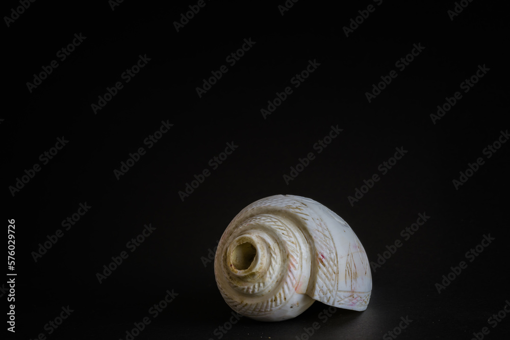 conch shell with sandalwood stick and stone. pooja essentials for ...