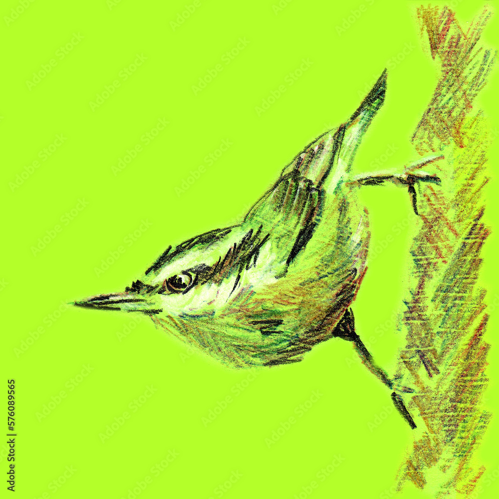 Nuthatch bird sitting on the vertical trunk. Hand drawn sketch with ...