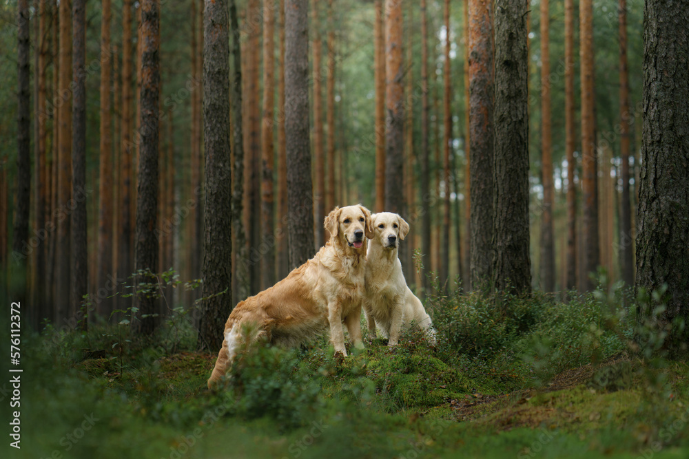 two dogs in the green forest. Cute pet couple. Golden Retriever in ...