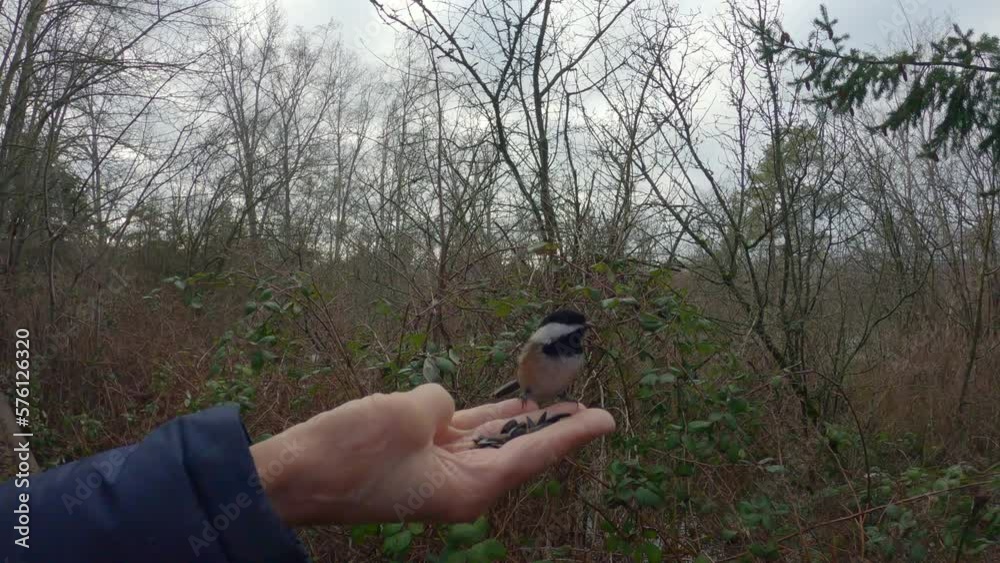 Vidéo Stock Feeding Black-capped Chickadees by Hand 4K UHD. Hand ...