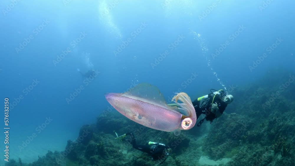 Snorkeler Gesturing Shaka Sign While Cuttlefish Swimming In Sea During ...
