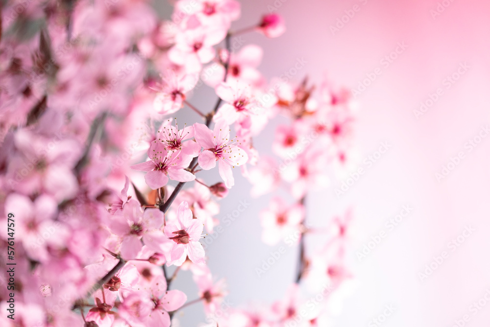 Pink flowering branches.pink spring background.spring time. Pink flower ...