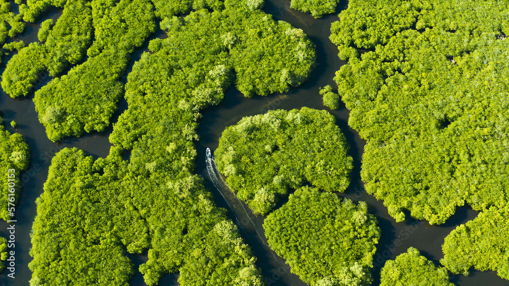 Mangrove trees in the water on a tropical island. An ecosystem in the ...