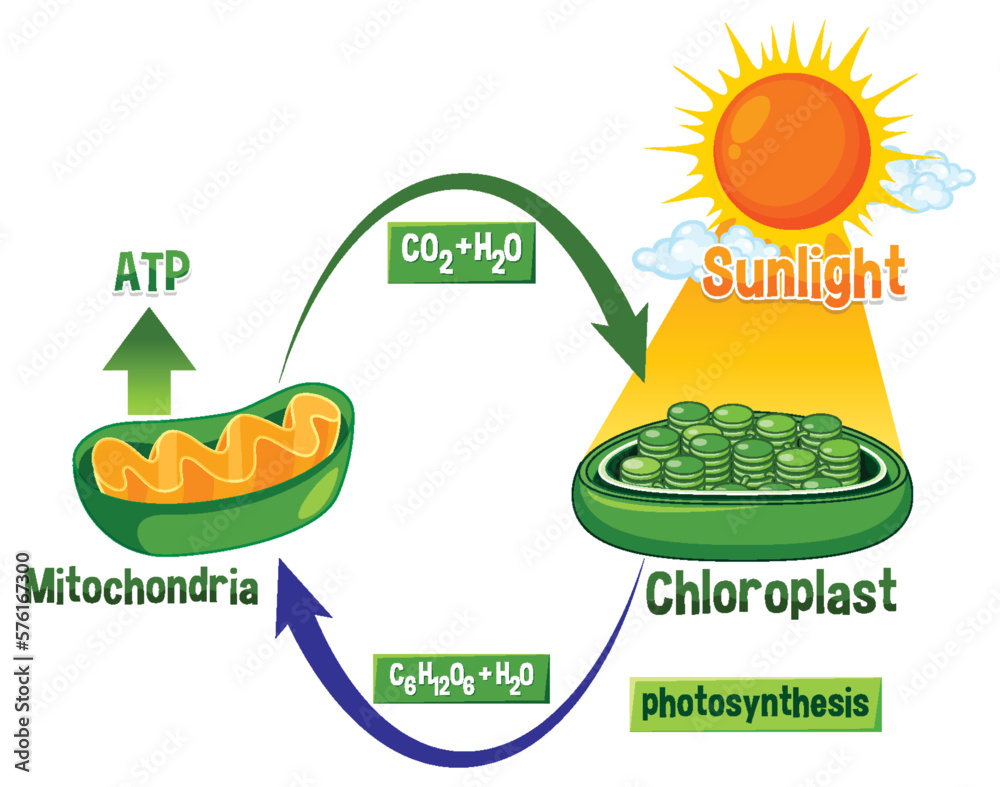 Photosynthesis and Cellular Respiration Diagram Stock Vector | Adobe Stock