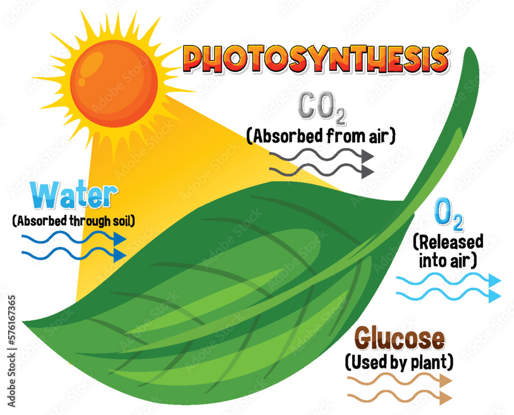 Diagram of Photosynthesis for biology and life science education Stock ...