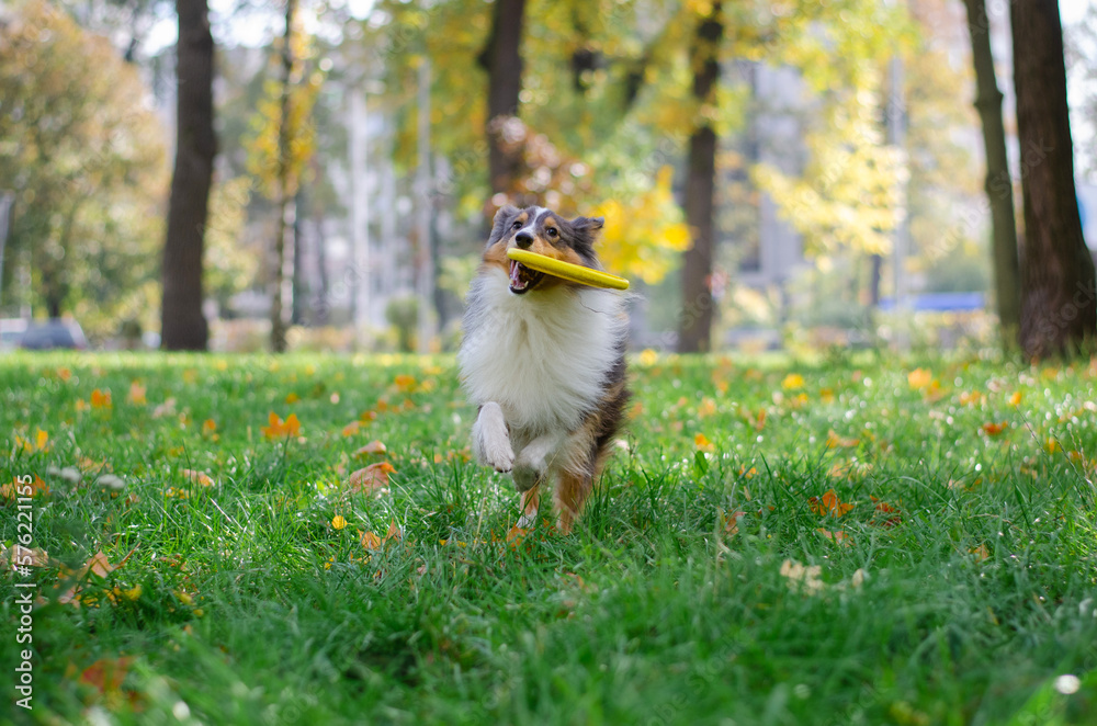 Cute tricolor dog sheltie breed is running and bringing a yellow ...