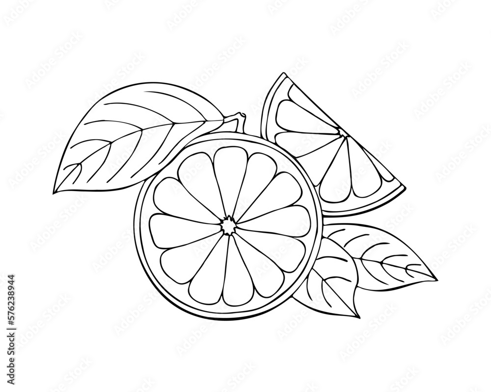 Orange line drawing doodle isolated on white background. Sketch. Vector ...