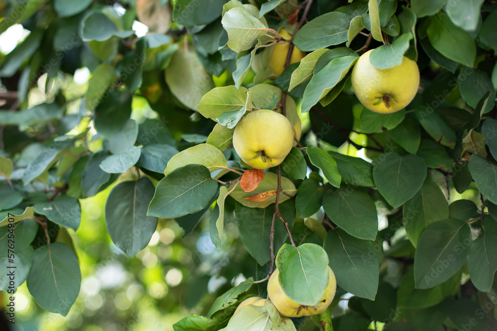 Ripe yellow quince fruit grows on a quince tree with green foliage in ...