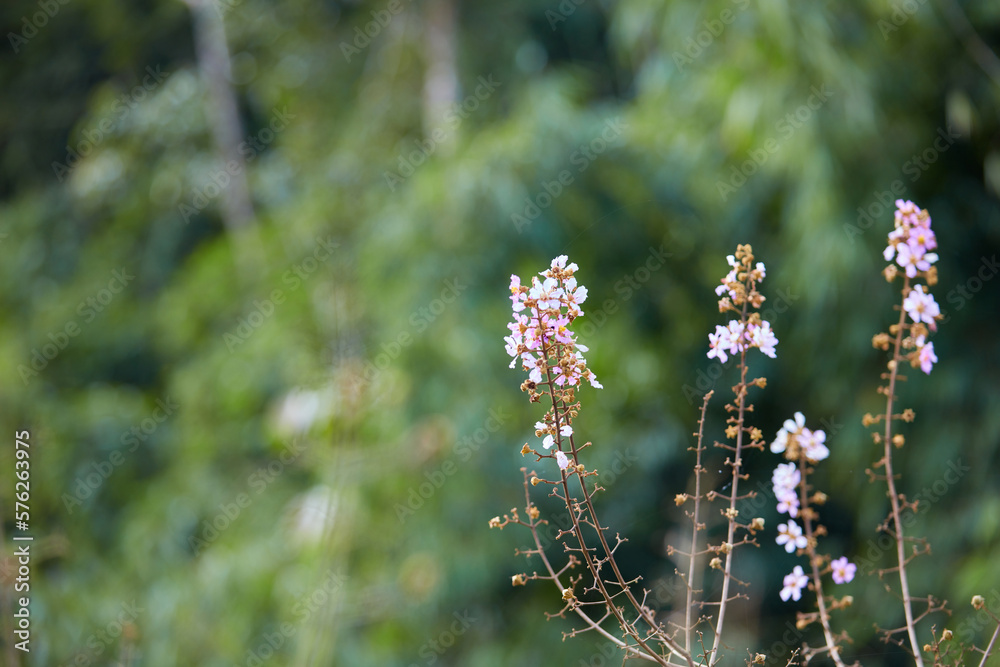 Giant Crape-myrtle (Lagerstroemia speciosa) tree is quite sparse with ...