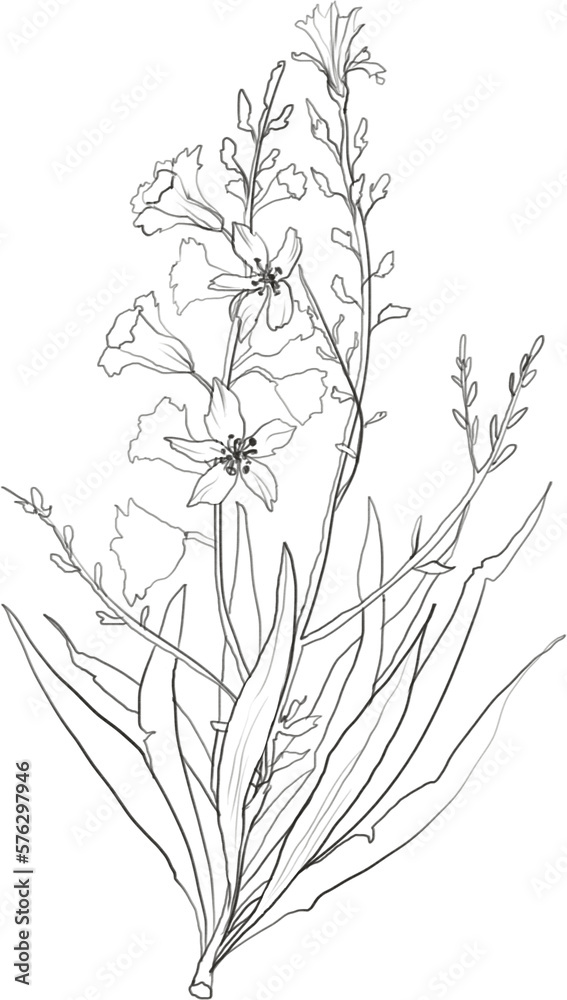 Botanical line art small flowers illustration, floral graphic drawing ...