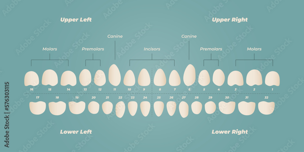 Medical dental diagram illustration. Orthodontist human tooth anatomy ...