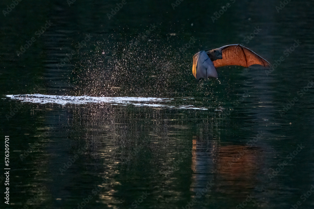 Grey-headed flying-fox, Pteropus poliocephalus, leaves a trail of water ...