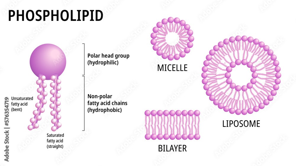 Structure of Phospholipid Molecule in Liposome, Micelle and Bilayer - Medical Vector ...