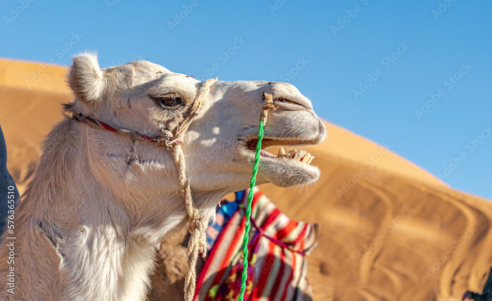 Young white dromedary camel grunting mouth open. Side profile with ...