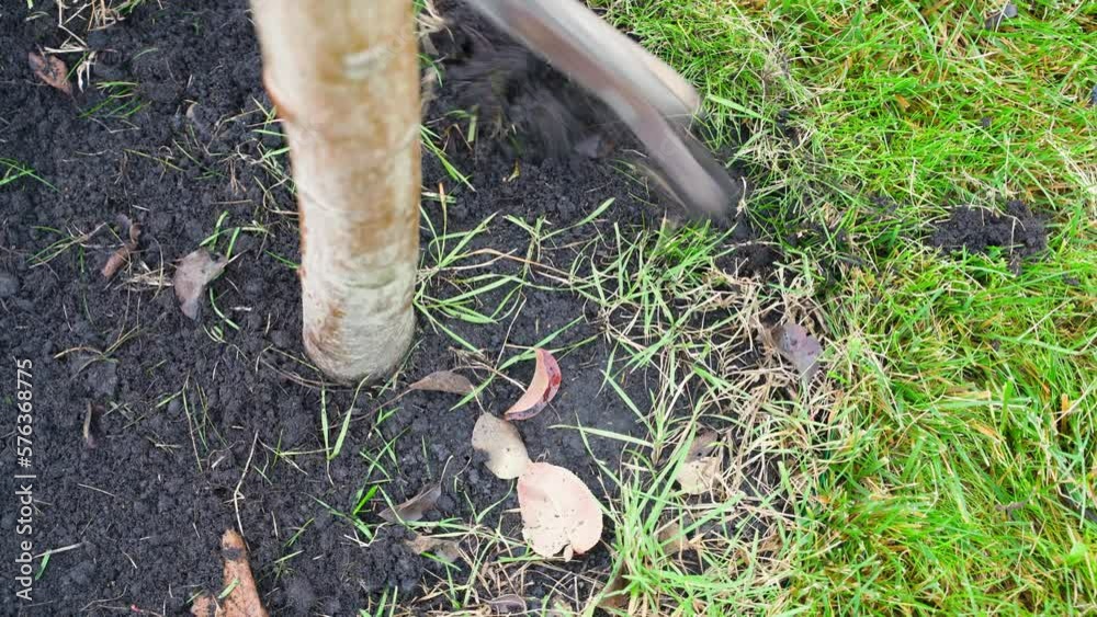 Cleaning the soil around the tree trunk from weeds, top view. Fluffing ...