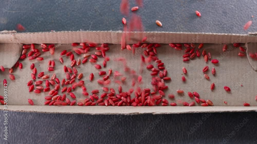 Mouse poison is poured onto a cardboard substrate. Abundantly a lot of ...