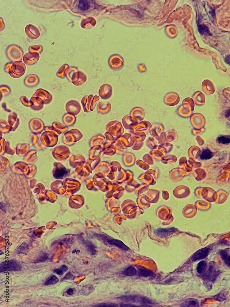 Foto de Red blood cells inside vein - hematoxylin and eosin stain do ...