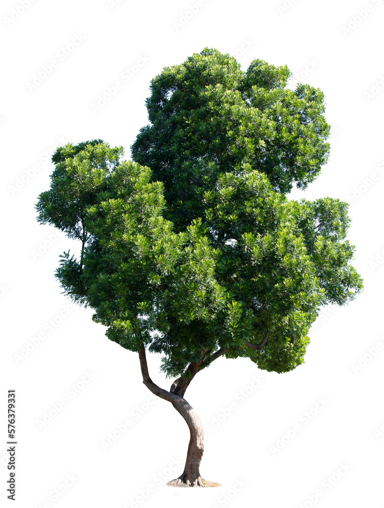 Green tree on transparent background png file. Stock Photo | Adobe Stock
