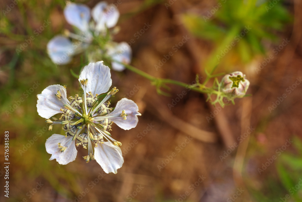 Blooming Nigella sativa in the garden. Also known as black caraway ...