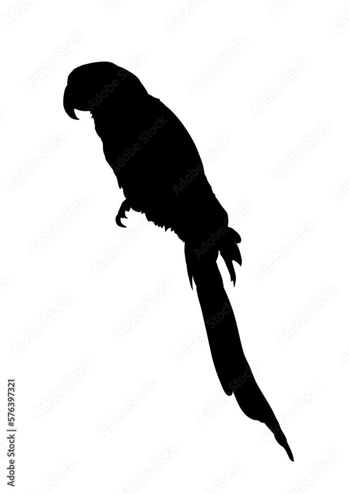 Parrot silhouette isolated - vector illustration Stock Vector | Adobe Stock