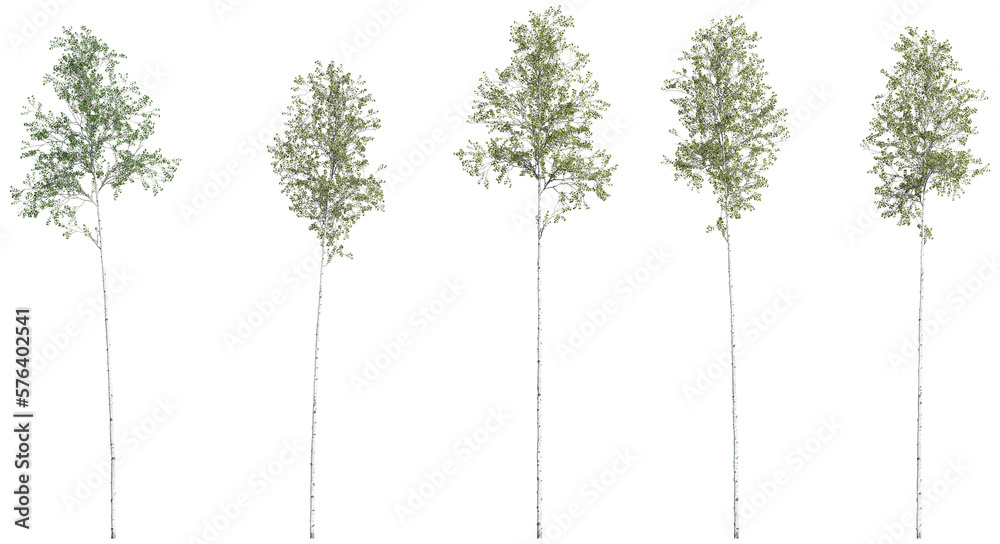 set of aspen trees, 3D rendering, for digital composition, illustration ...