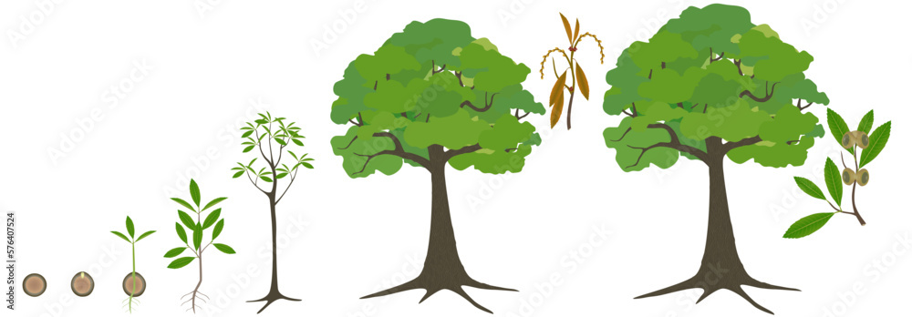 Poster Cycle of growth of quercus austrocochinchinensis tree on a white ...