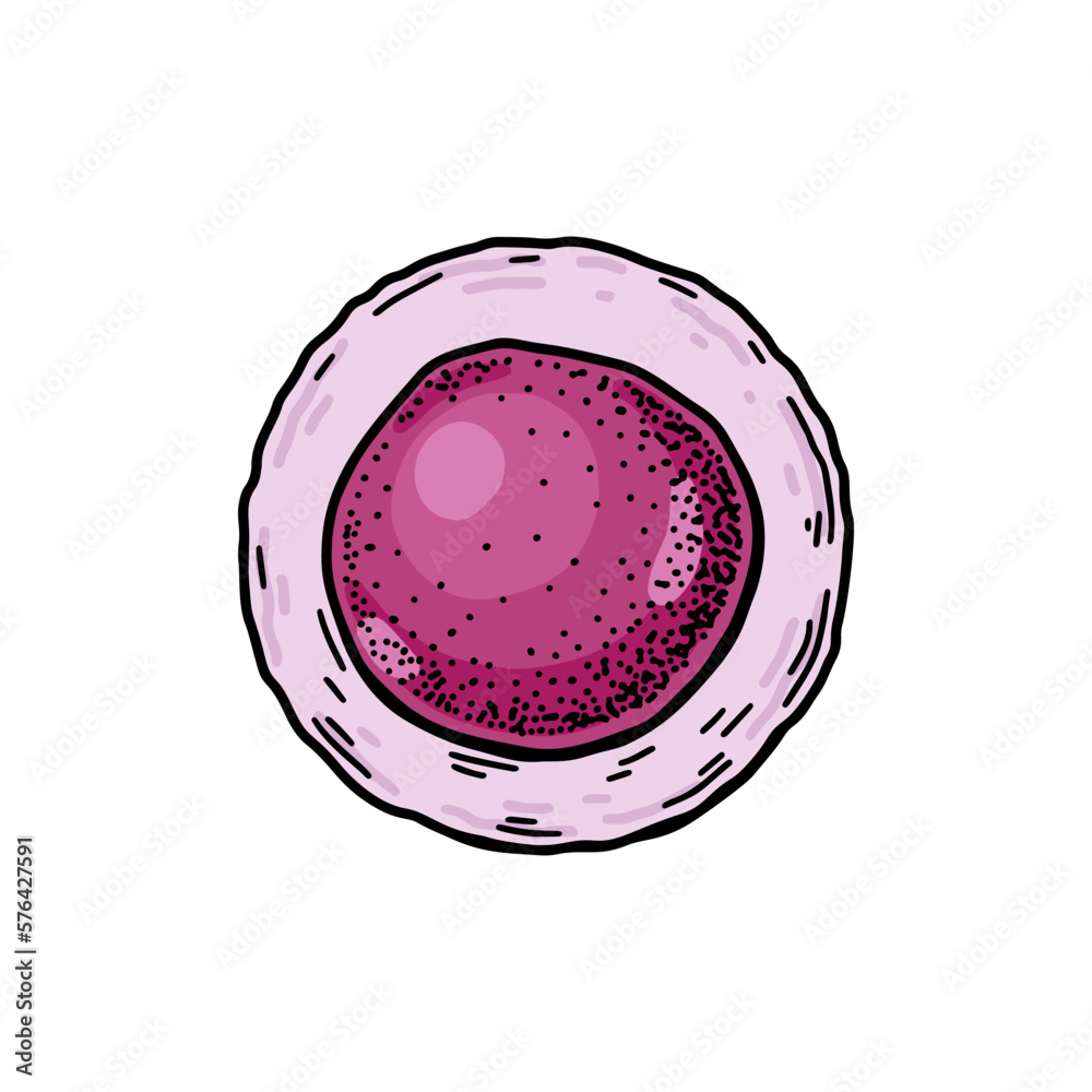 Blood stem cell isolated on white background. Hand drawn scientific ...