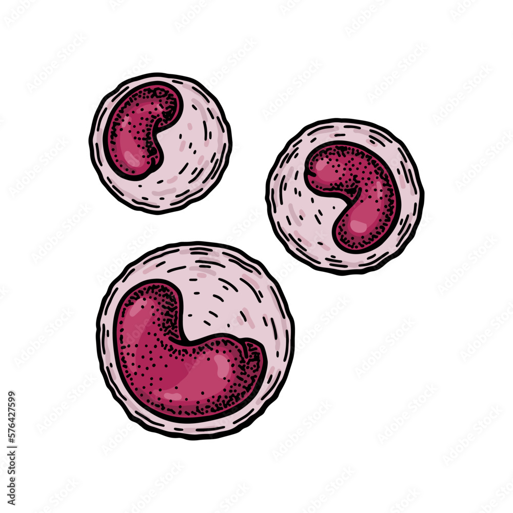 Monocyte leukocyte white blood cells isolated on white background. Hand ...