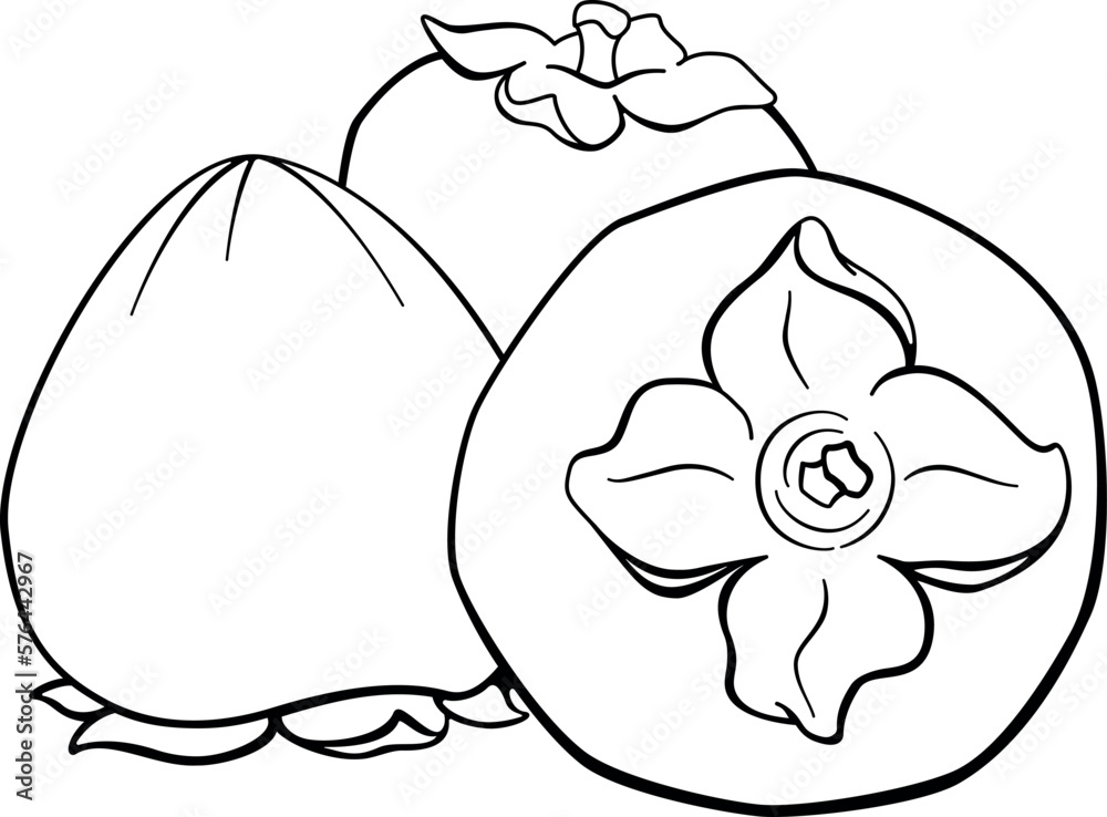 Persimmon, fruits with stalk - vector line art picture with vegetable ...