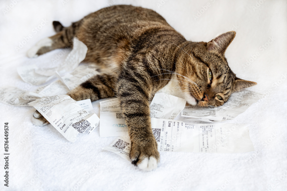 Cat lies and sleeps on paid bills and checks. Family budget ...