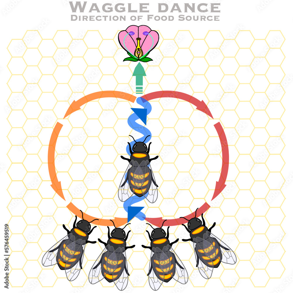 Vecteur Stock Bee waggle dance, honey direction, distance, food source ...