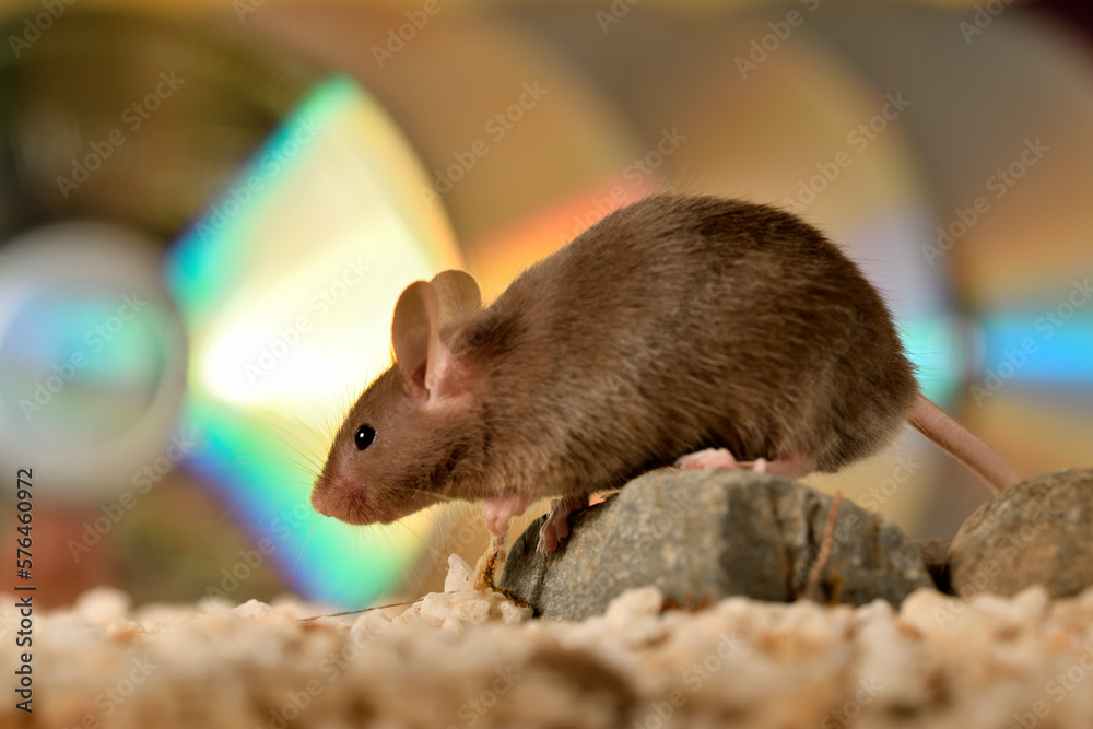 ratón común jugando en su jaula con fondo de colores Stock Photo ...