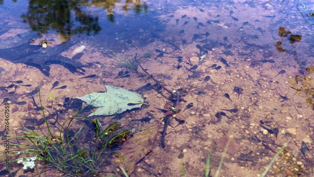 School of tadpoles swimming in a shallow pond in Virginia, USA. Top ...